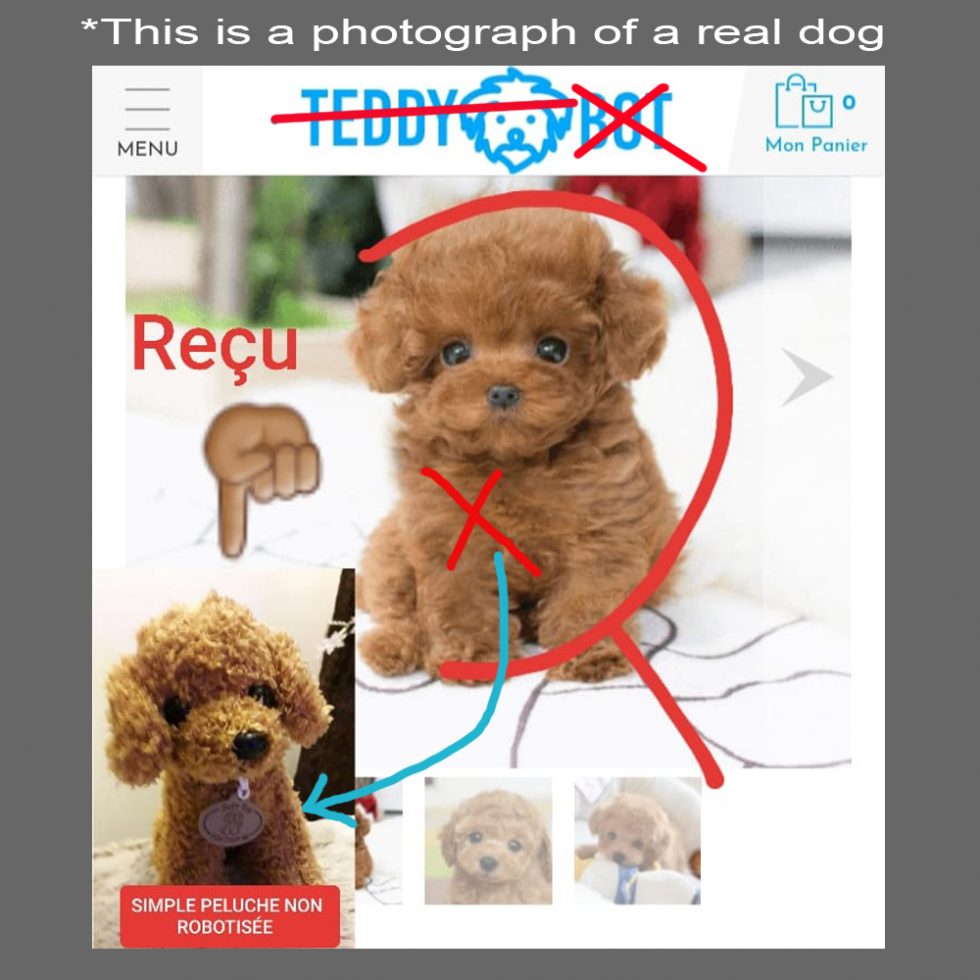 UPDATE ROBOT DOG SCAM - Teddybots®